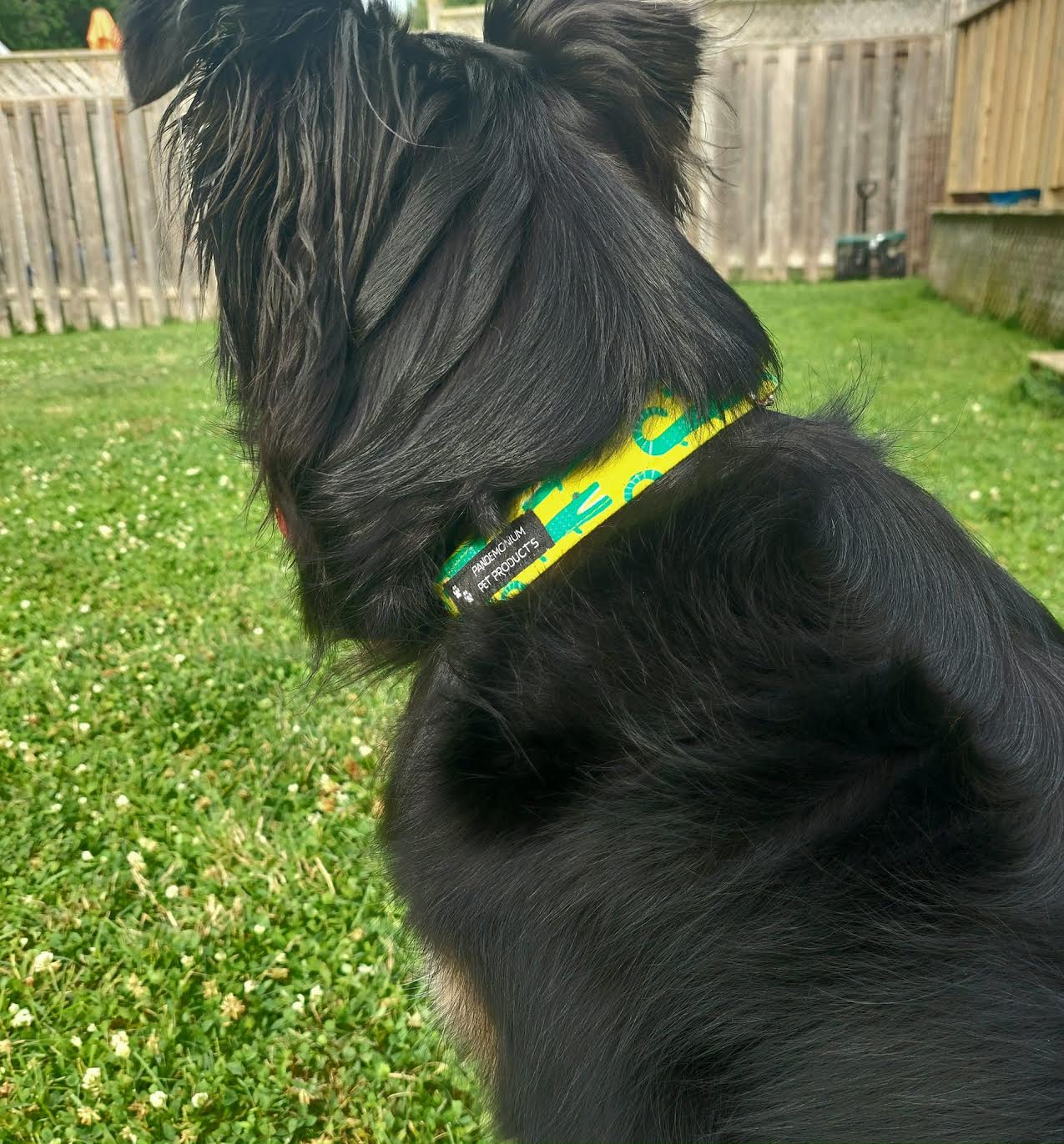 Flat-Buckle Fabric Collars – pandemoniumpets-4051